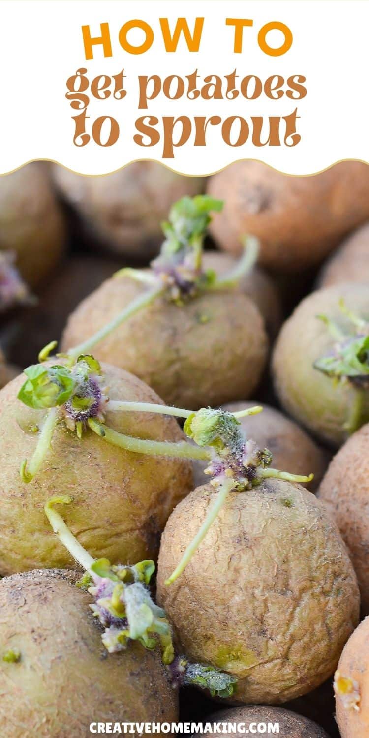 How to Get Potatoes to Sprout: A Beginner's Guide - Creative Homemaking