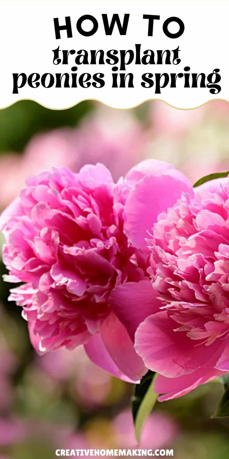 Transplanting Peonies in Spring: A Quick Guide - Creative Homemaking