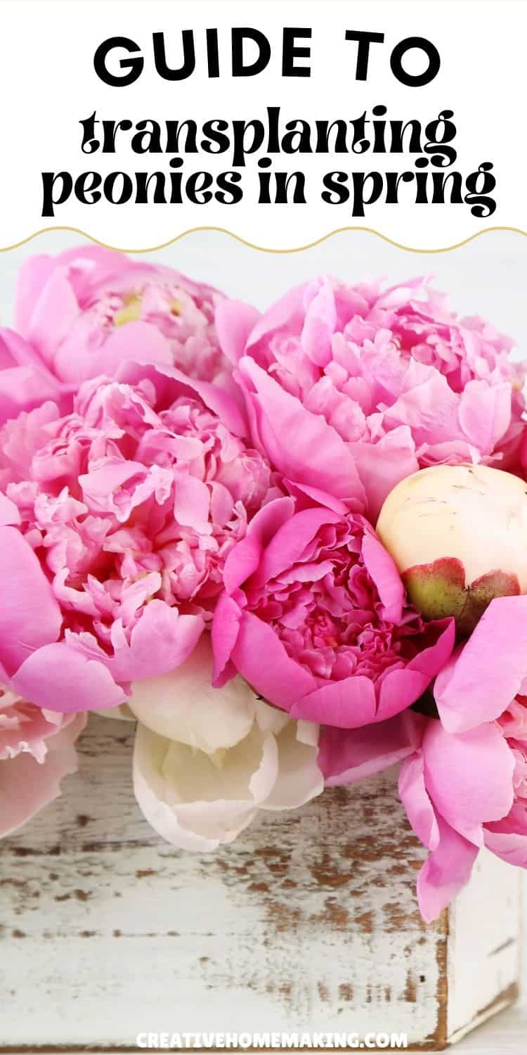 Transplanting Peonies in Spring: A Quick Guide - Creative Homemaking