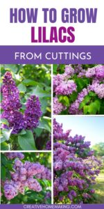 How to Grow Lilacs from Cuttings: A Beginner's Guide - Creative Homemaking