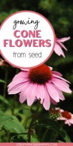 Growing Coneflowers from Seed: A Beginner's Guide - Creative Homemaking