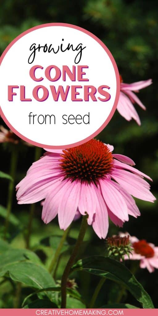 Growing Coneflowers from Seed: A Beginner's Guide - Creative Homemaking