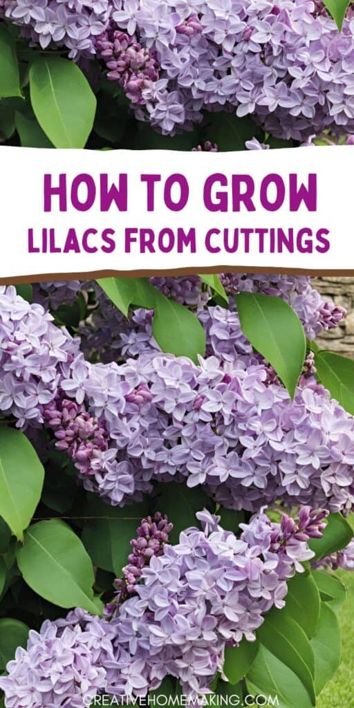 How to Grow Lilacs from Cuttings: A Beginner's Guide - Creative Homemaking