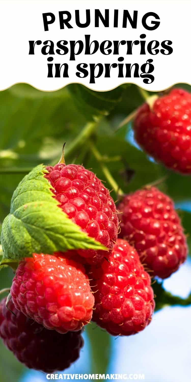 Pruning Raspberries in the Spring: A Step by Step Guide - Creative ...