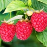 Pruning Raspberries in the Spring: A Step by Step Guide - Creative ...