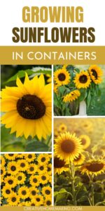 Growing Sunflowers in Containers: Tips and Tricks - Creative Homemaking