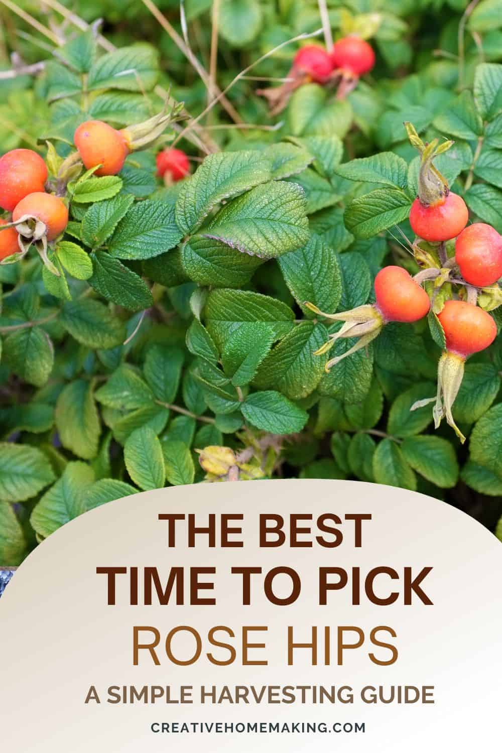 Timing Your Harvest: When to Pick Rose Hips for Maximum Flavor ...