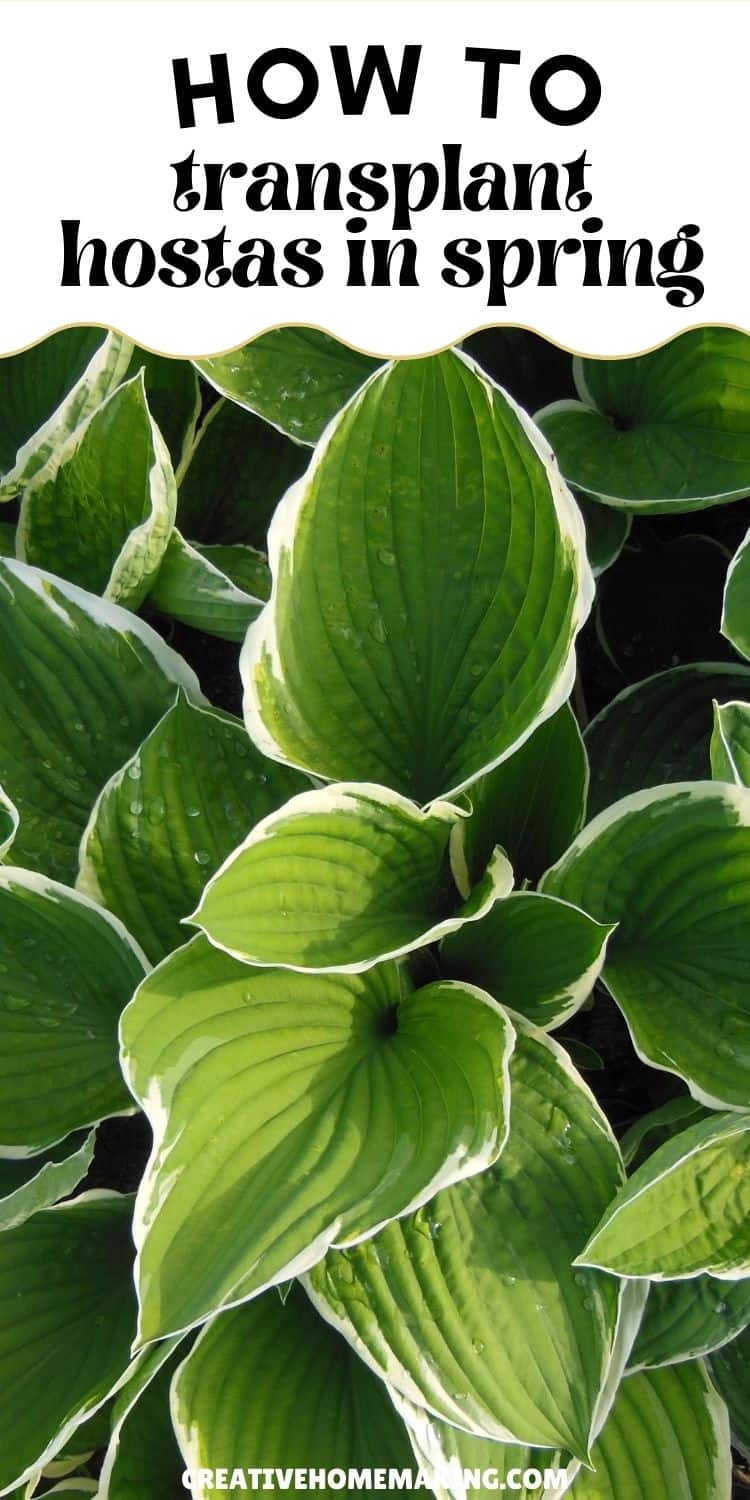 How to Transplant Hostas: A Beginner's Guide - Creative Homemaking