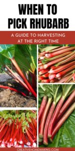 When to Pick Rhubarb: A Guide to Harvesting - Creative Homemaking