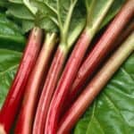 When to Pick Rhubarb: A Guide to Harvesting - Creative Homemaking
