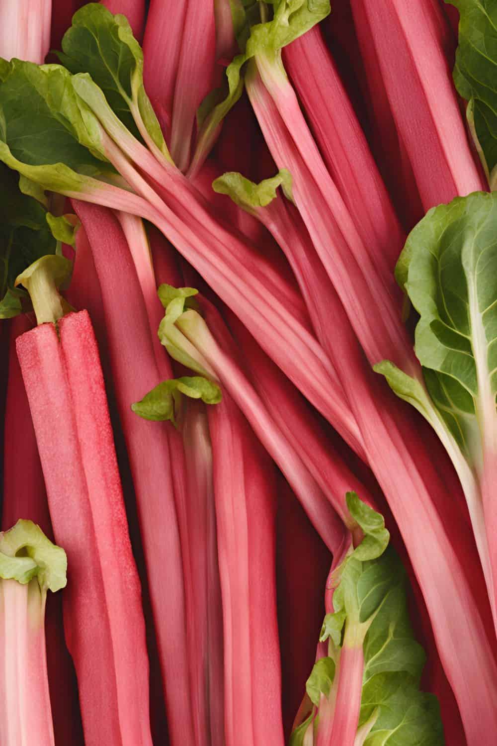 When to Pick Rhubarb: A Guide to Harvesting - Creative Homemaking