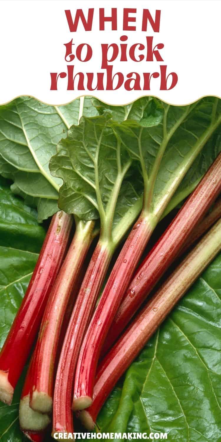 When to Pick Rhubarb: A Guide to Harvesting - Creative Homemaking