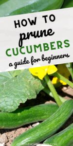 How to Prune Cucumbers: A Beginner's Guide - Creative Homemaking