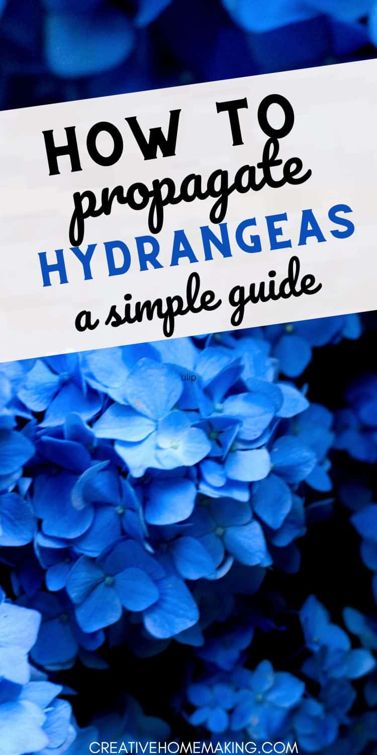 How to Propagate Hydrangeas: A Simple Guide - Creative Homemaking