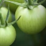 What to Do with Green Tomatoes: Delicious Recipes and Creative Ideas ...