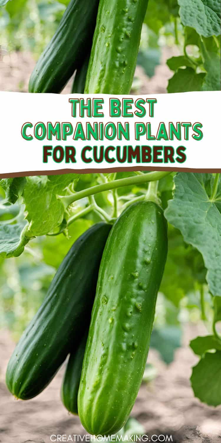 Top 5 Companion Plants for Thriving Cucumbers! - Creative Homemaking