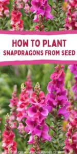 Planting Snapdragons from Seed: A Guide to Growing Beautiful Blooms ...