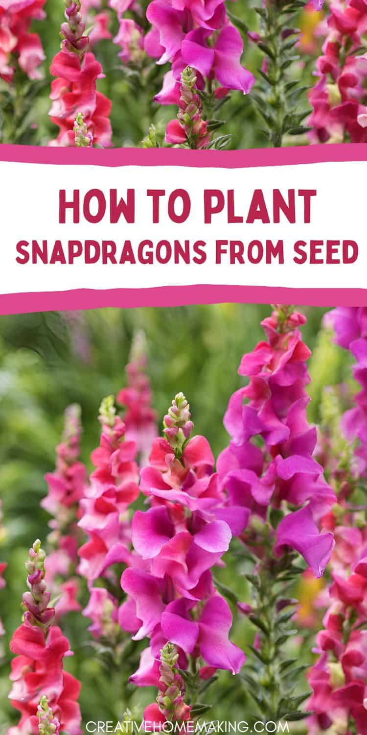 Planting Snapdragons from Seed: A Guide to Growing Beautiful Blooms - Creative Homemaking