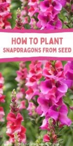 Planting Snapdragons from Seed: A Guide to Growing Beautiful Blooms ...