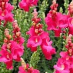 Growing Snapdragons in Pots: A Complete Guide for Colorful Container ...