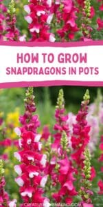 Growing Snapdragons in Pots: A Complete Guide for Colorful Container ...