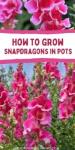 Growing Snapdragons in Pots: A Complete Guide for Colorful Container ...