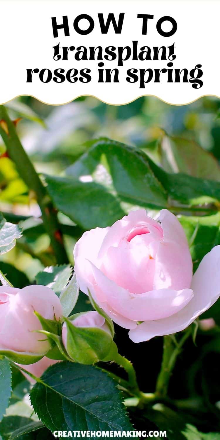 Transplanting Roses: A Simple Guide for Successful Blooms - Creative ...