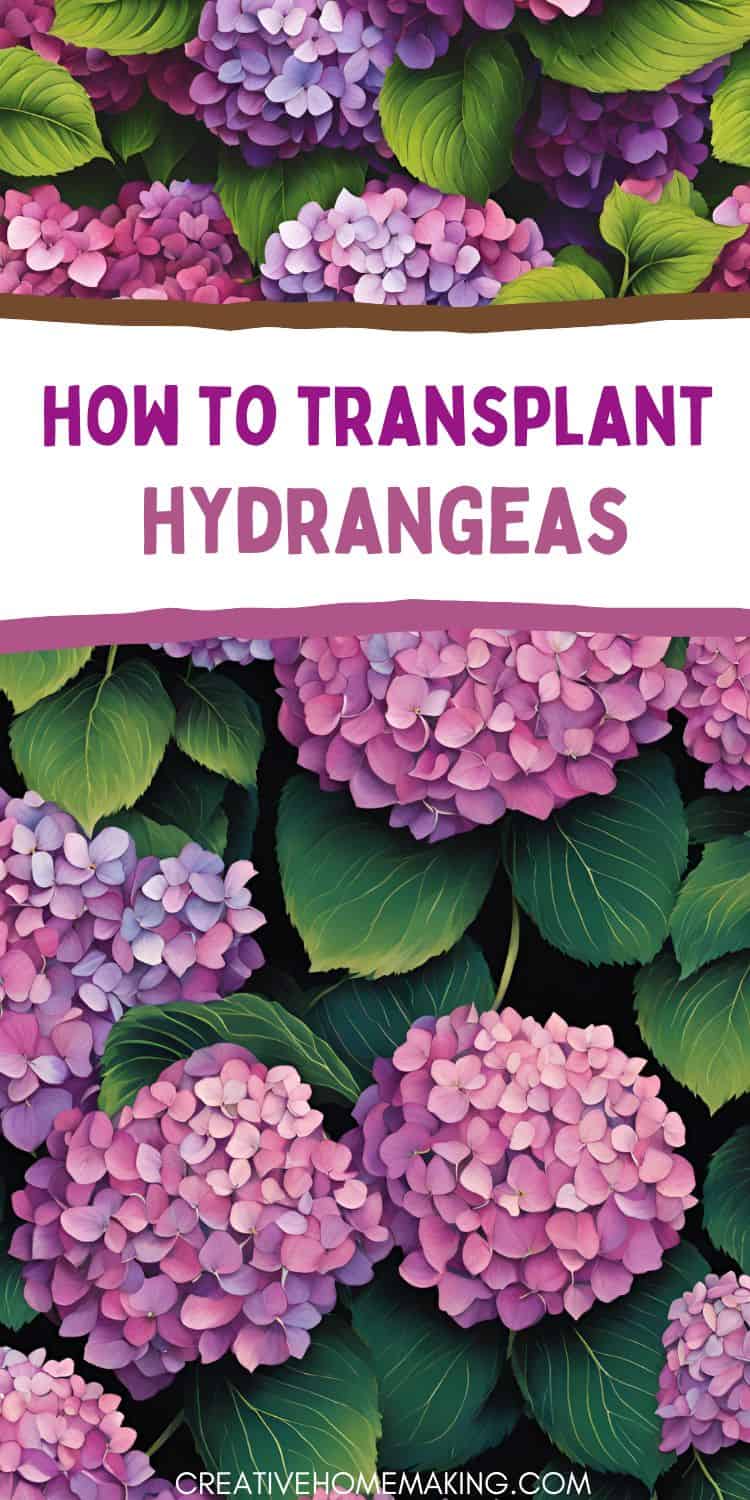 Transplanting Hydrangeas: A Step-by-Step Guide for Thriving Blooms - Creative Homemaking