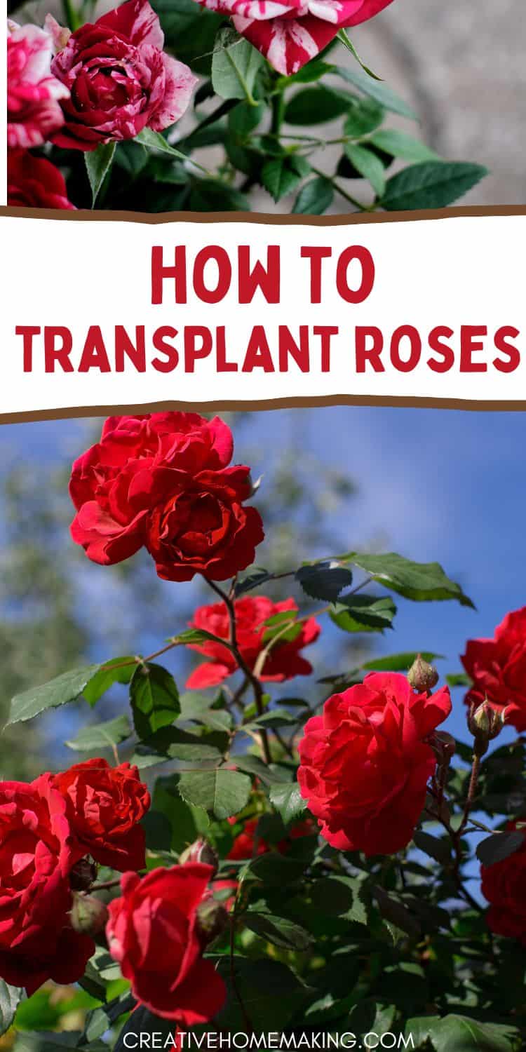 Transplanting Roses: A Simple Guide for Successful Blooms - Creative ...