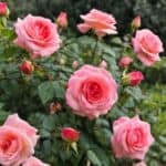 Transplanting Roses: A Simple Guide for Successful Blooms - Creative ...