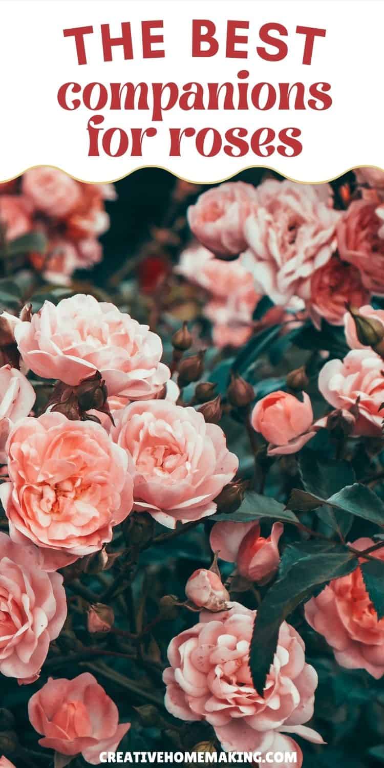 Best Companion Plants for Roses: Boost Growth and Beauty in Your Garden ...