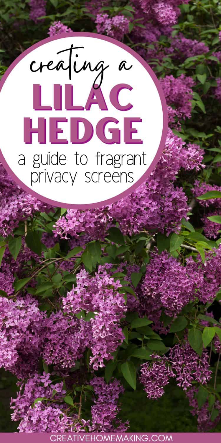 How to Create a Lilac Hedge (Beautiful & Fragrant Privacy Screen ...