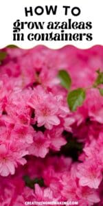 How to Grow Azaleas in Containers Easily for Beautiful Blooms ...