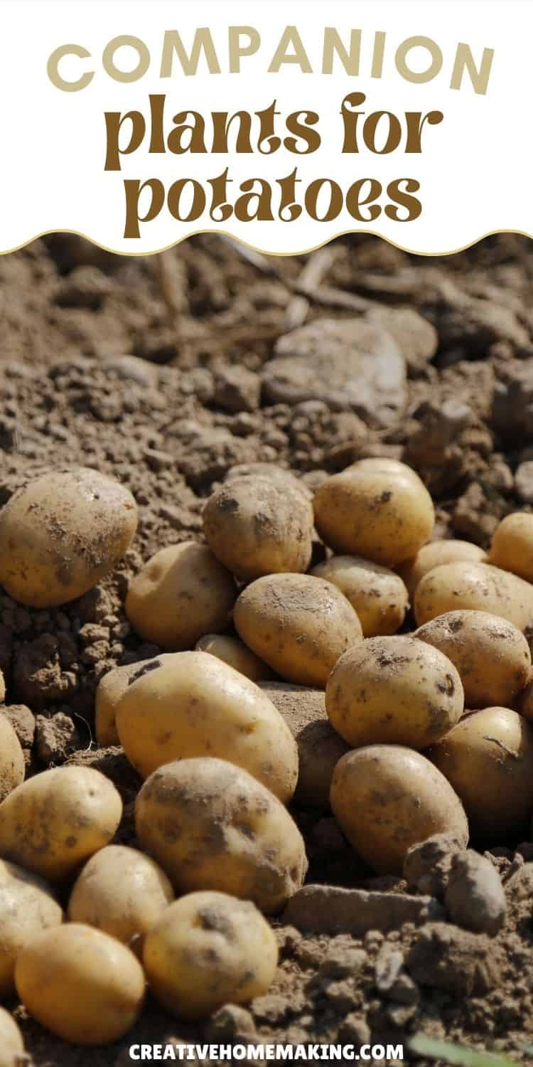 The Best Companion Plants for Potatoes: Enhance Growth and Flavor ...