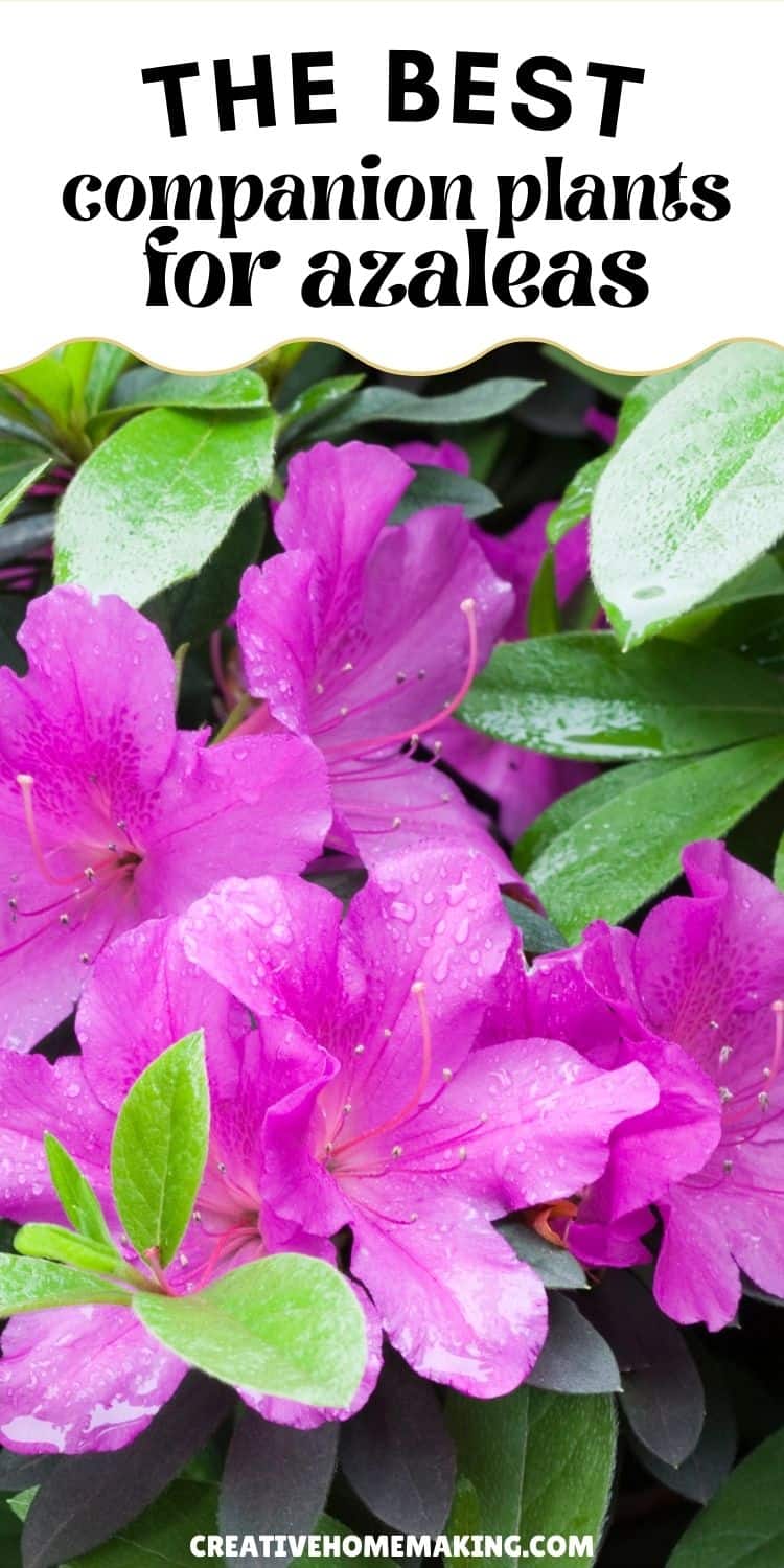 Best Companion Plants for Azaleas to Brighten Your Garden Naturally ...