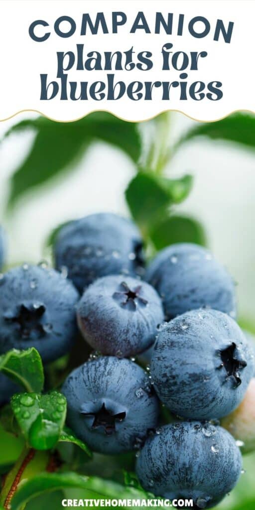 Companion Plants for Blueberries: Enhancing Growth and Flavor in Your ...
