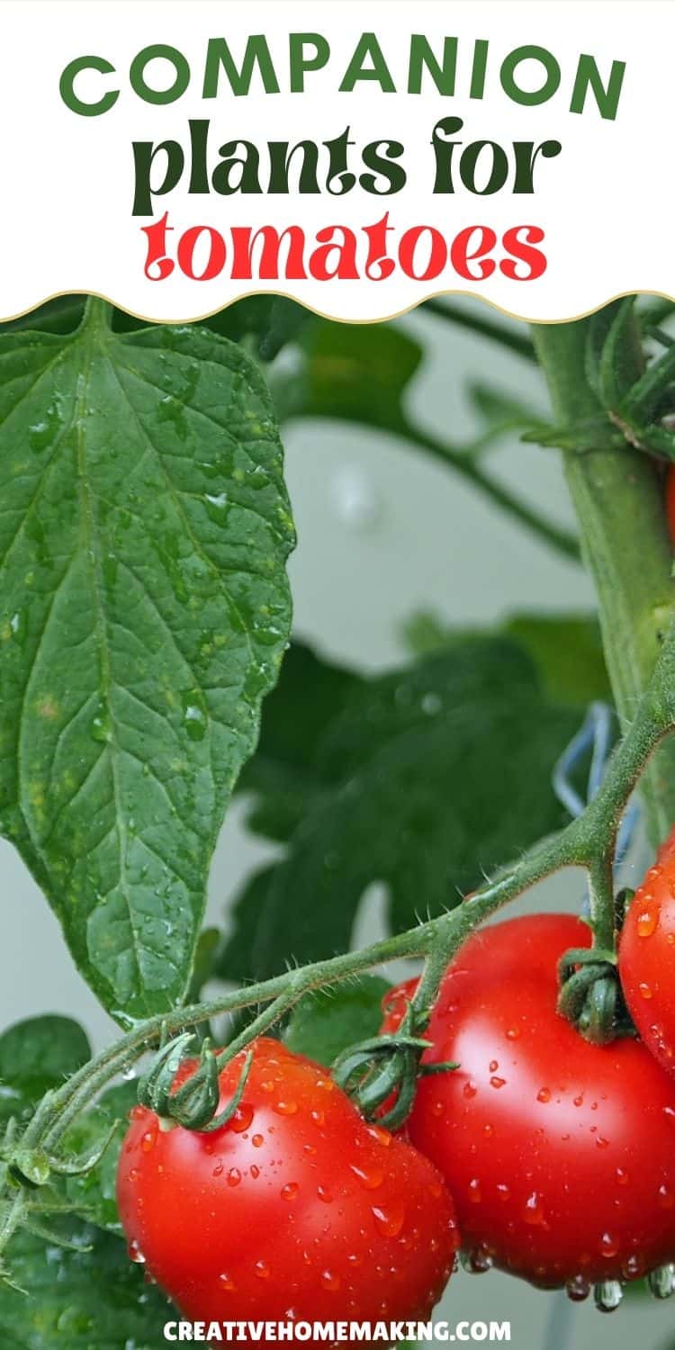 The Best Companion Plants for Tomatoes: Boost Growth and Flavor in Your ...