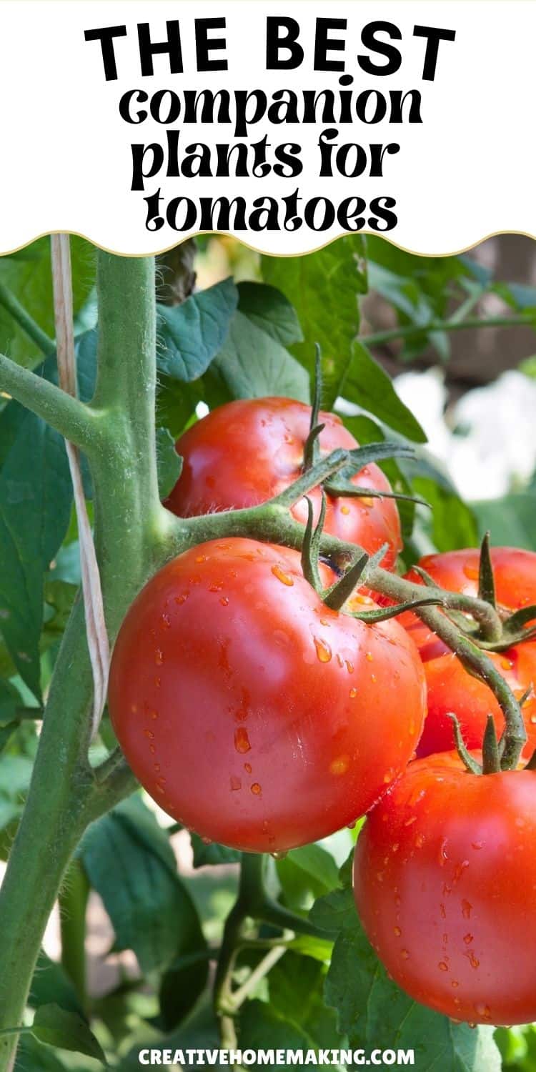 The Best Companion Plants for Tomatoes: Boost Growth and Flavor in Your ...
