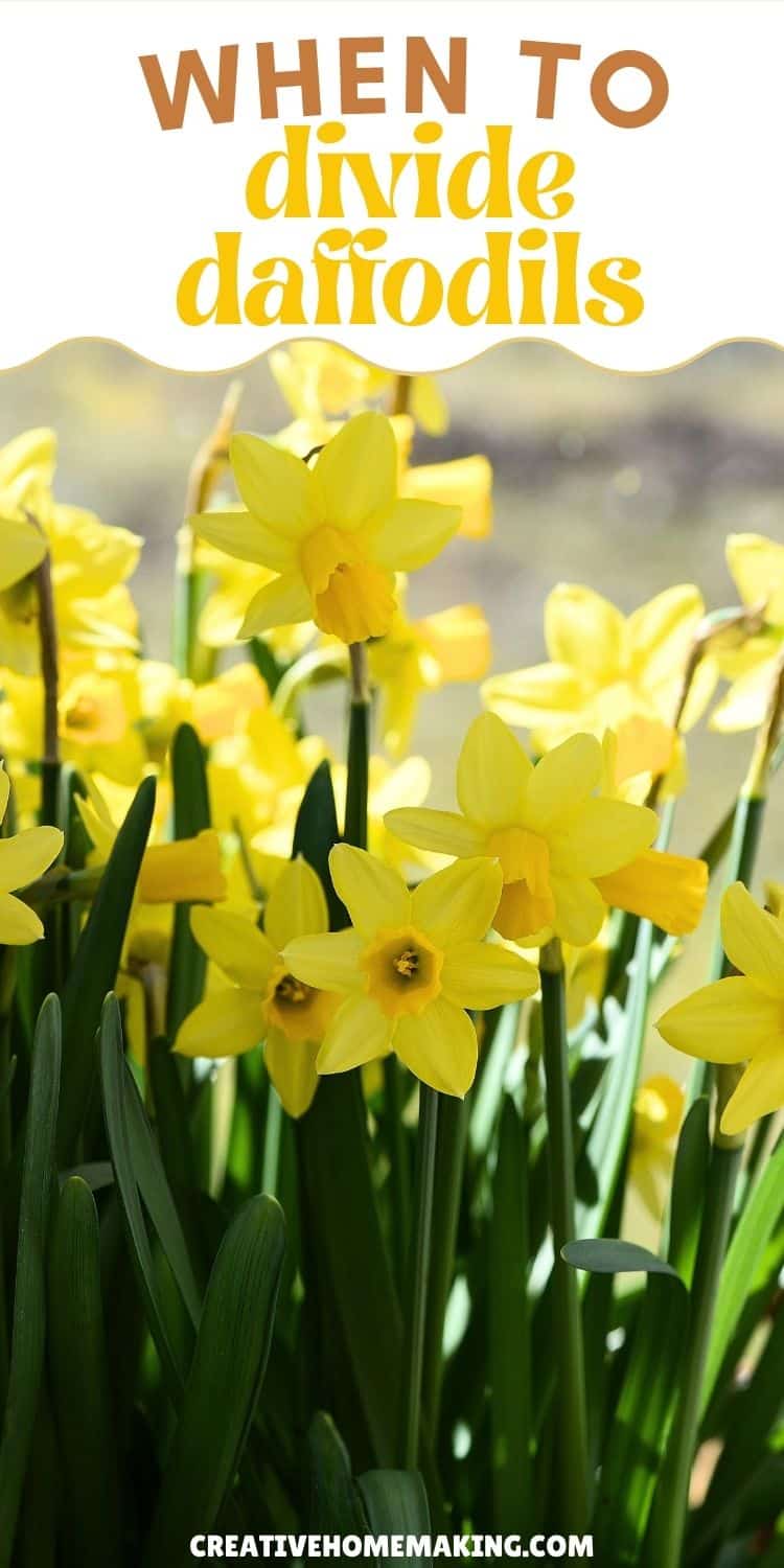 When to Divide Daffodils: Tips for a Healthy and Blooming Garden ...