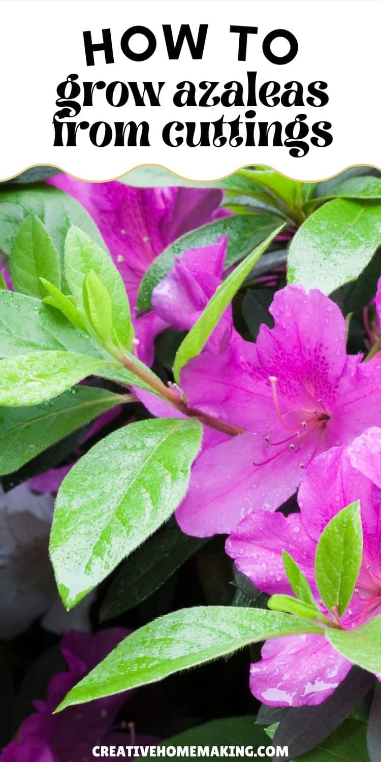 How to Grow Azaleas from Cuttings: Easy Steps for Beautiful Blooms ...