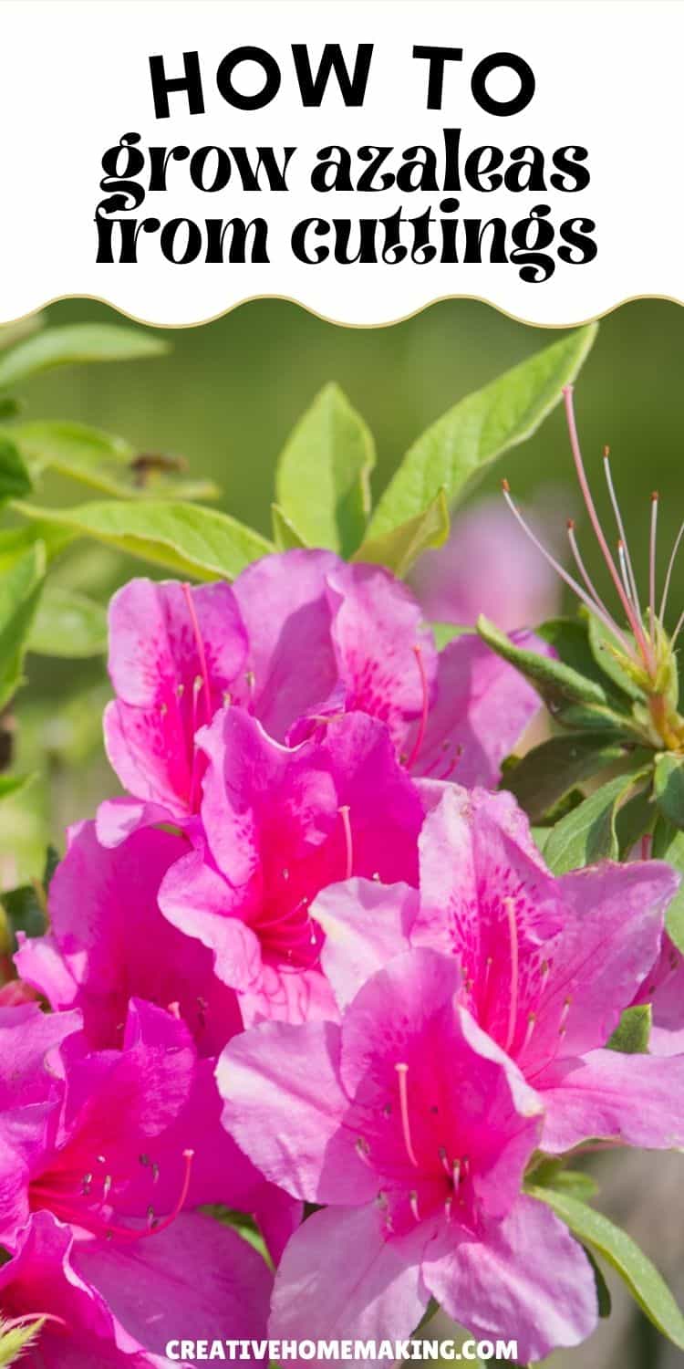 How to Grow Azaleas from Cuttings: Easy Steps for Beautiful Blooms ...