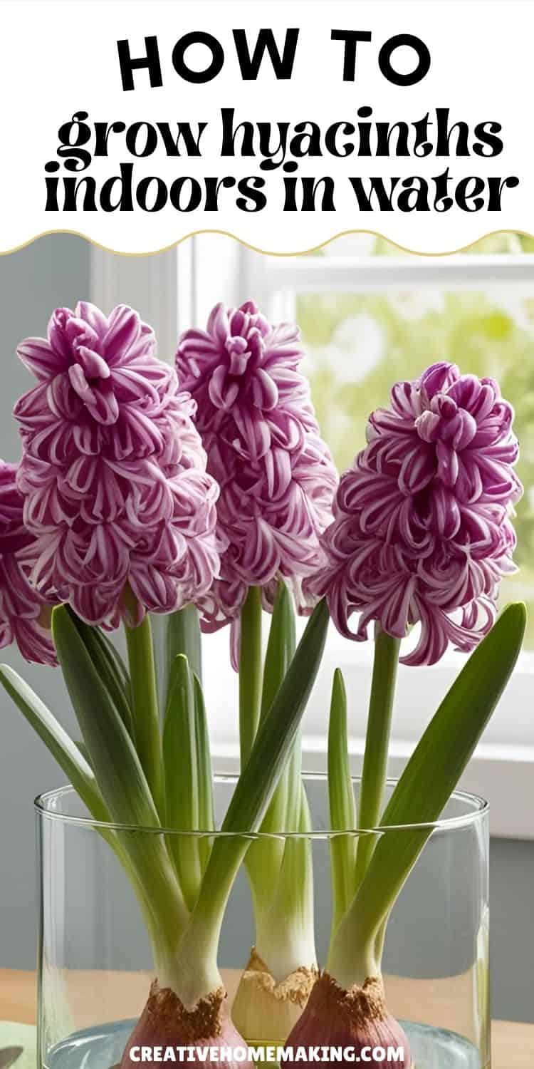 How to Grow Hyacinths in Water Easily and Successfully Indoors ...