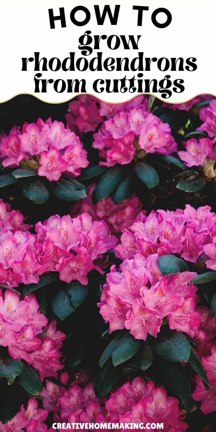 How to Grow Rhododendrons from Cuttings: A Simple Guide for Garden ...
