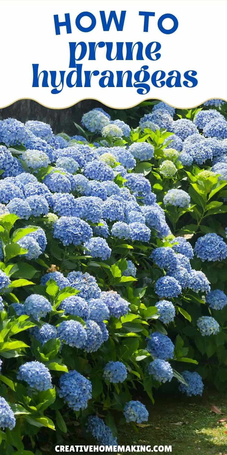 How to Prune Hydrangeas for Gorgeous Blooms This Season - Creative ...