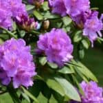 How to Grow Rhododendrons from Cuttings: A Simple Guide for Garden ...