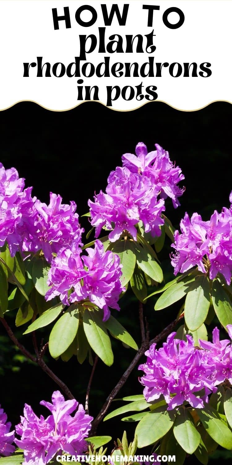 Planting Rhododendrons in Pots: A Simple Guide for Beautiful Blooms ...