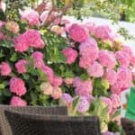 Planting Rhododendrons in Pots: A Simple Guide for Beautiful Blooms ...