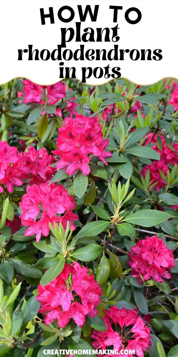 Planting Rhododendrons in Pots: A Simple Guide for Beautiful Blooms ...