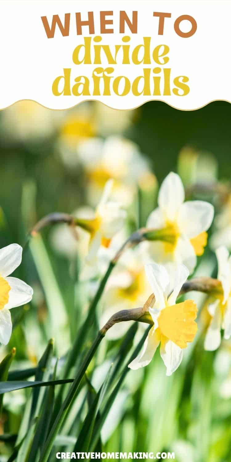 When to Divide Daffodils: Tips for a Healthy and Blooming Garden ...