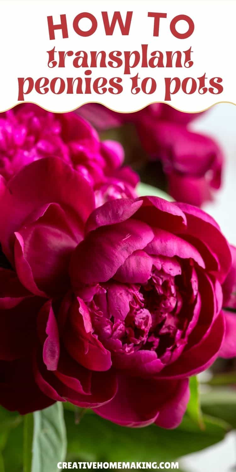 Transplanting Peonies to Pots: A Step-by-Step Guide for Beautiful ...